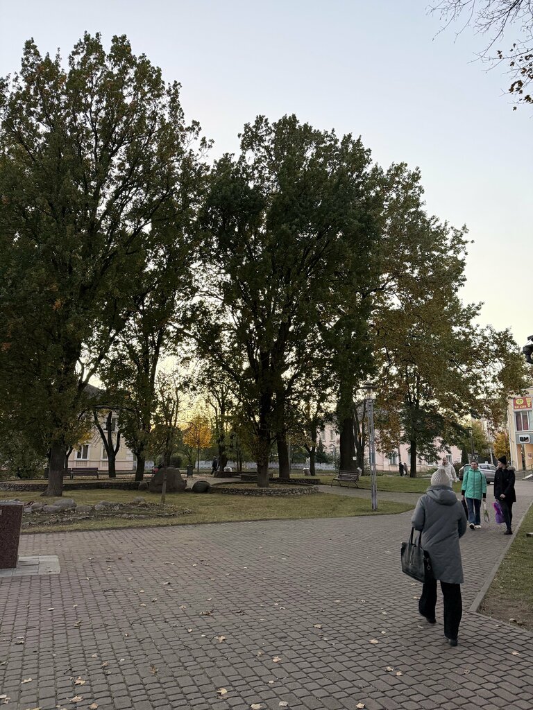 Anıt levhası, anıt taş Пирамидальные дубы, Baranavichy, foto