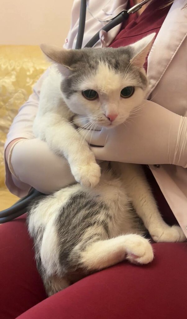 Veteriner klinikleri Ветдокс, Moskova, foto