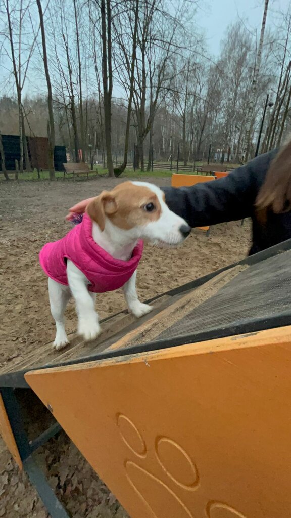 Köpek gezdirme alanları Dog park, Stupino, foto