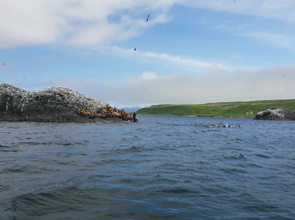 Rusya’nın vahşi hayvanları Сивуч (ушастый тюлень), Sahalin Bölgesi, foto
