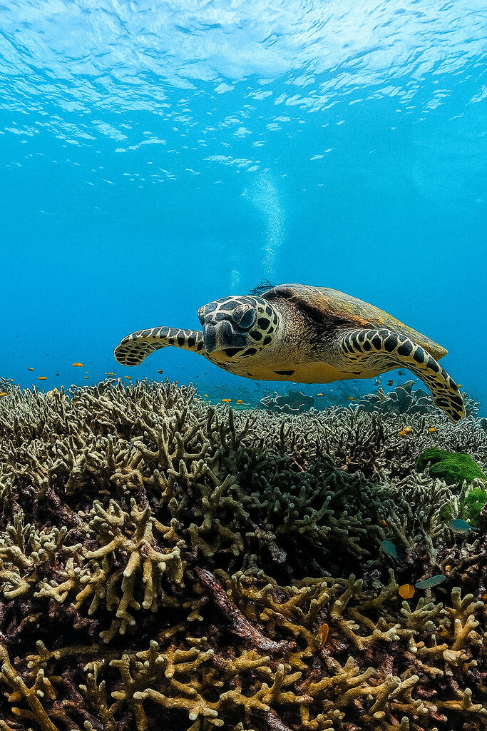 Dalış kulüpleri ve eğitim merkezleri Chill Dive, Phuket Eyaleti, foto