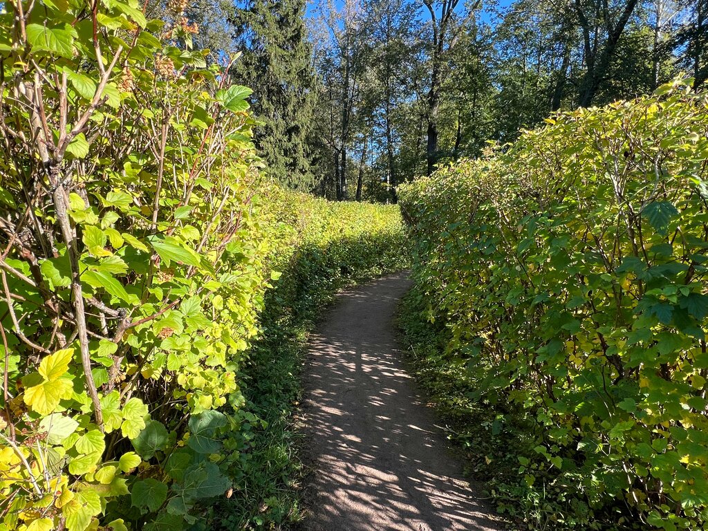 Doğa Зелёный лабиринт, Pavlovsk, foto