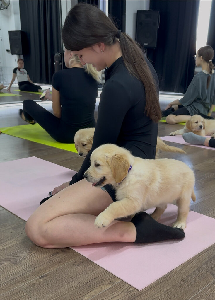 Yoga stüdyosu Pups & Yoga, Novosibirsk, foto