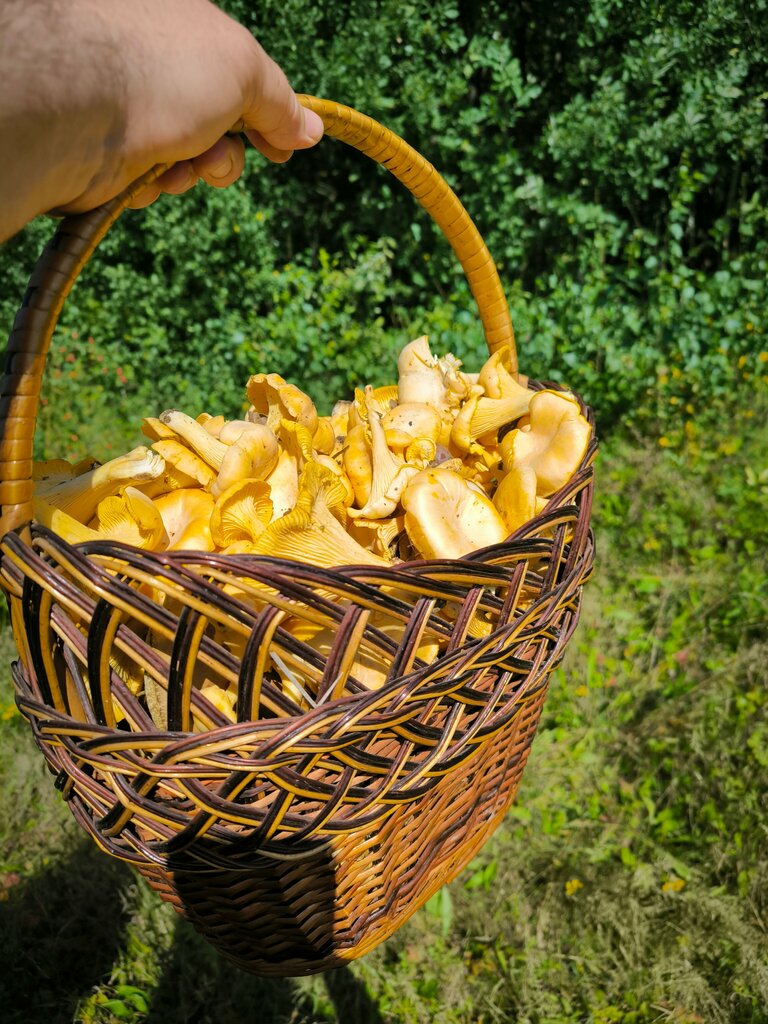Orman Barabanov Forest, Riazanskaya oblastı, foto