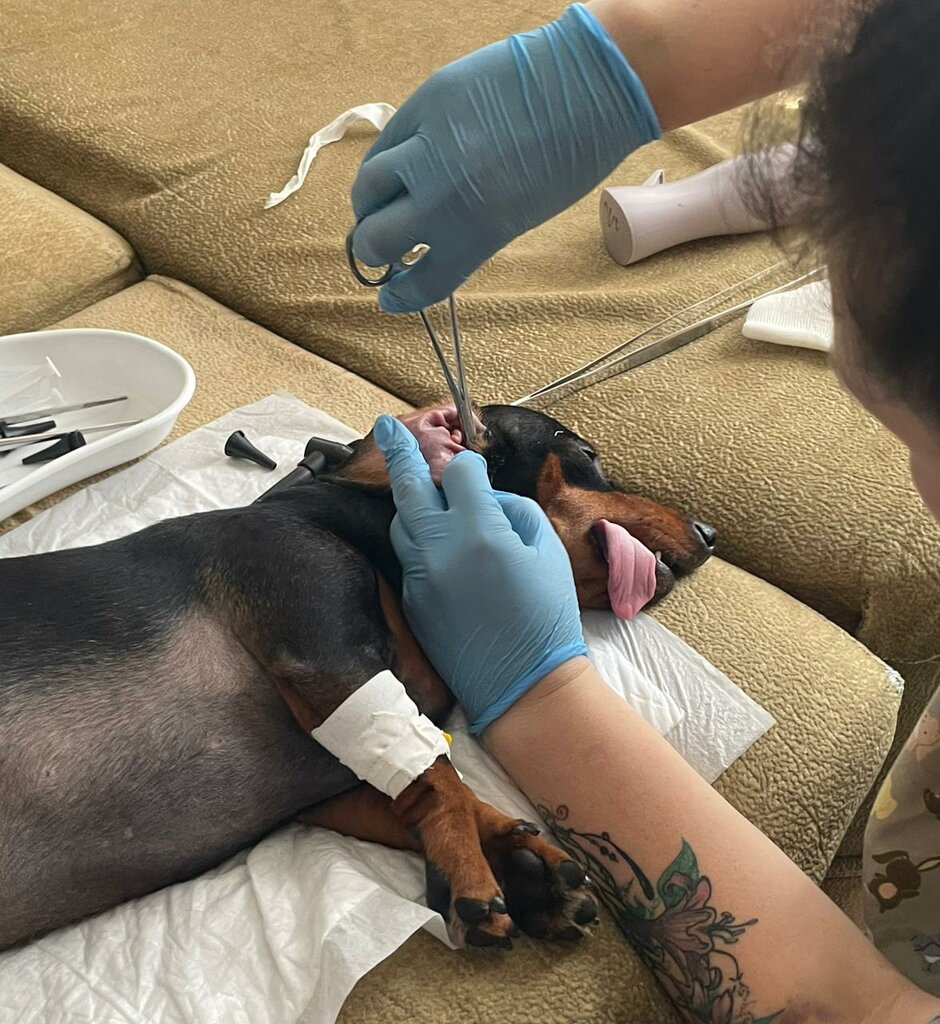 Veteriner klinikleri Белый Бим, Saint‑Petersburg, foto