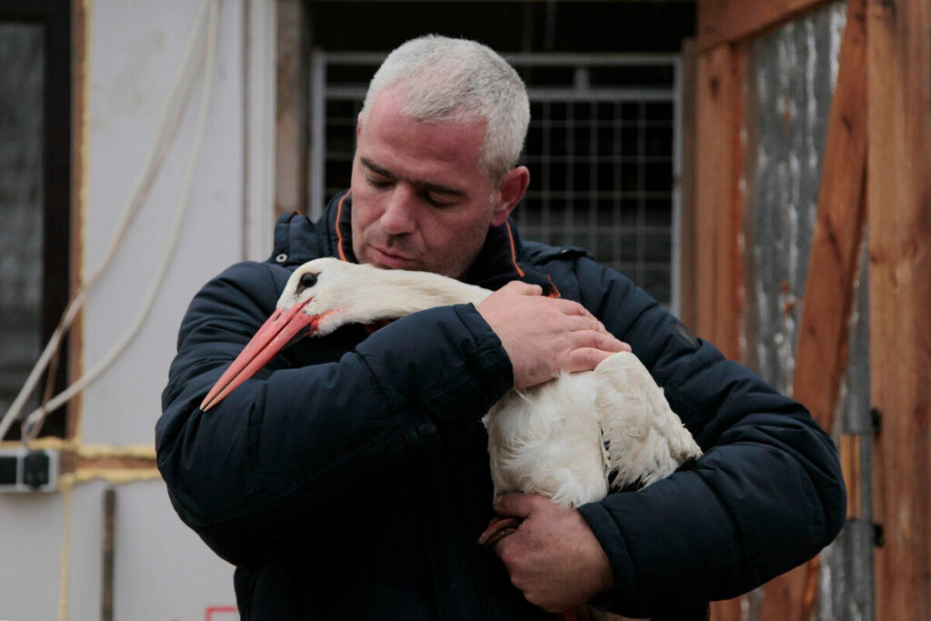Hayvan barınakları, kulüpleri ve otelleri Аистяша, Smolenskaya oblastı, foto