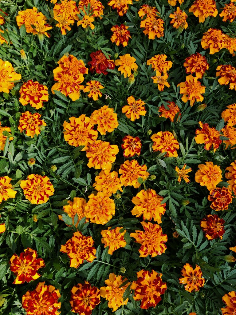 Sera ve bahçe ürünleri Антошкин дворик, Saint‑Petersburg ve Leningradskaya oblastı, foto