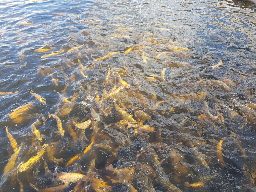 Balık çiftçiliği ve toptancıları Akvafor, Karelya, foto