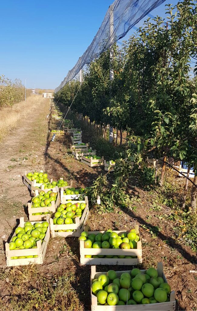 Sera ve bahçe ürünleri Spayka - Intensive Orchards, Alapars, Kotayk, foto