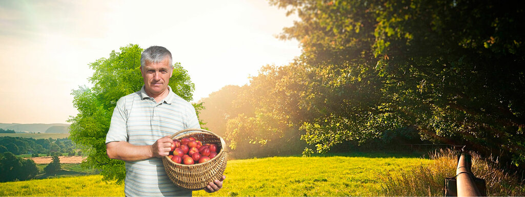 Tohum üretimi Sad mechty, Minskaya oblastı, foto