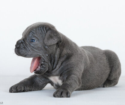 Evcil hayvan yetiştiricileri Pitomnik Rkf Korso bella bravo, Moskova, foto