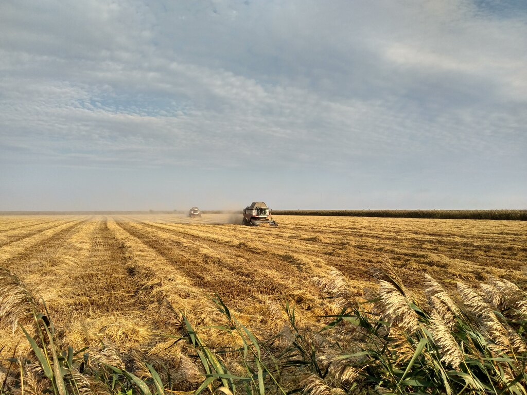 Gıda üreticileri Джейлан рисовый завод, Krasnodarski krayı, foto