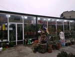 Bonsai Flowers (Panjakent Street No:205), çiçekçiler  Semerkant'tan