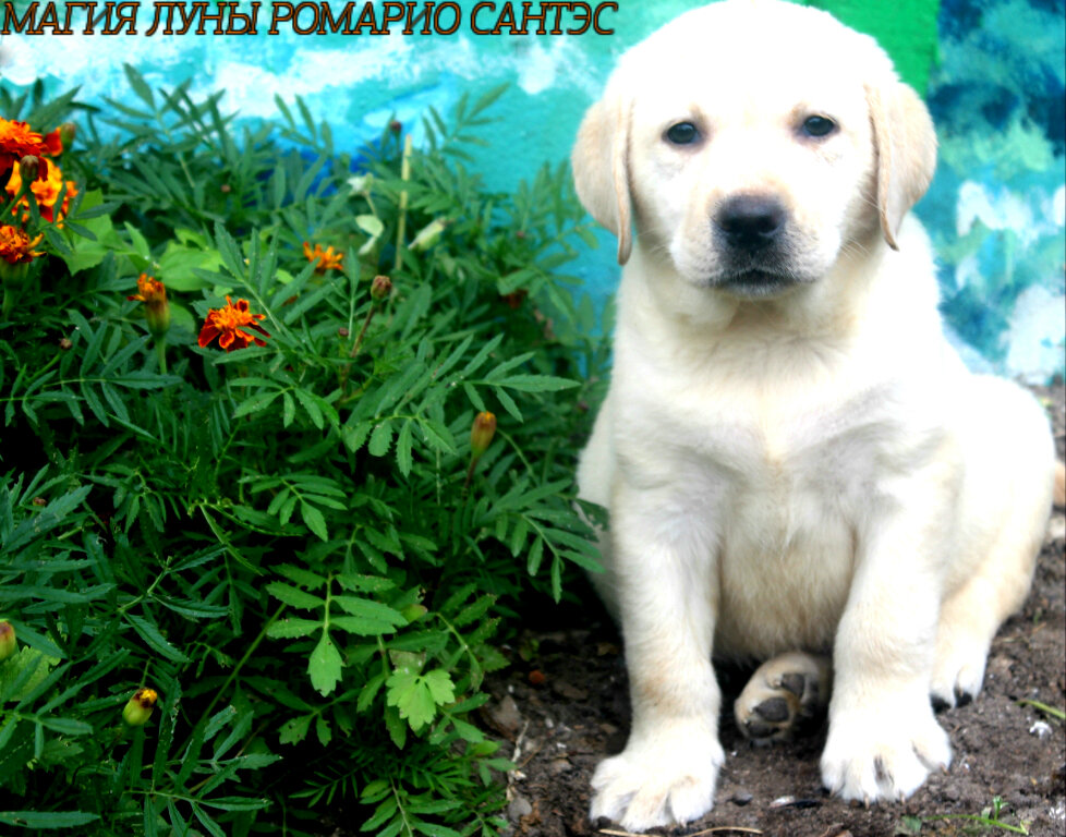 Evcil hayvan yetiştiricileri Магия Луны, İvanovo, foto