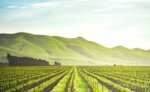 Studio Tecnico Dottore Agronomo Marco Perra (Viale Italia No:28, Sassari), tarım ürünleri firmaları  Sassari'den
