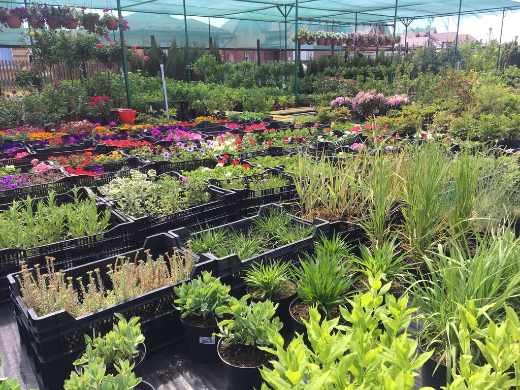 Fidan yetiştiriciliği Centr sadovoda, Orenburgskaya oblastı, foto