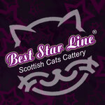 Scottish cats cattery Best Star Line (ulitsa Fatyanova No:25), evcil hayvan yetiştiricileri  Vladimir'den