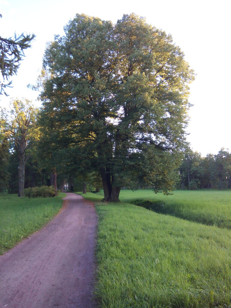 Turistik yerler Розовое поле, Puşkin, foto