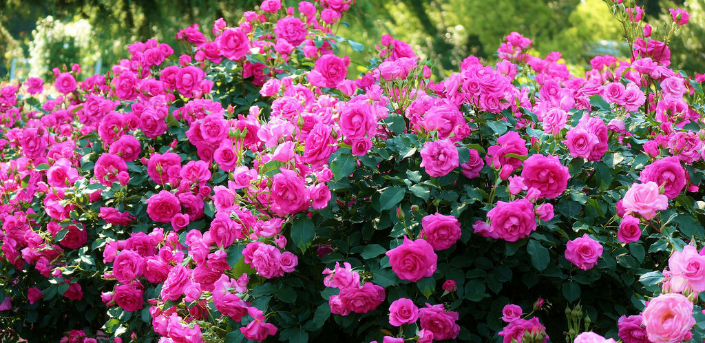 Fidan yetiştiriciliği Plant nursery Emerald world, Tulskaya oblastı, foto