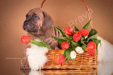 Evcil hayvan yetiştiricileri Pitomnik Rkf Korso bella bravo, Moskova, foto