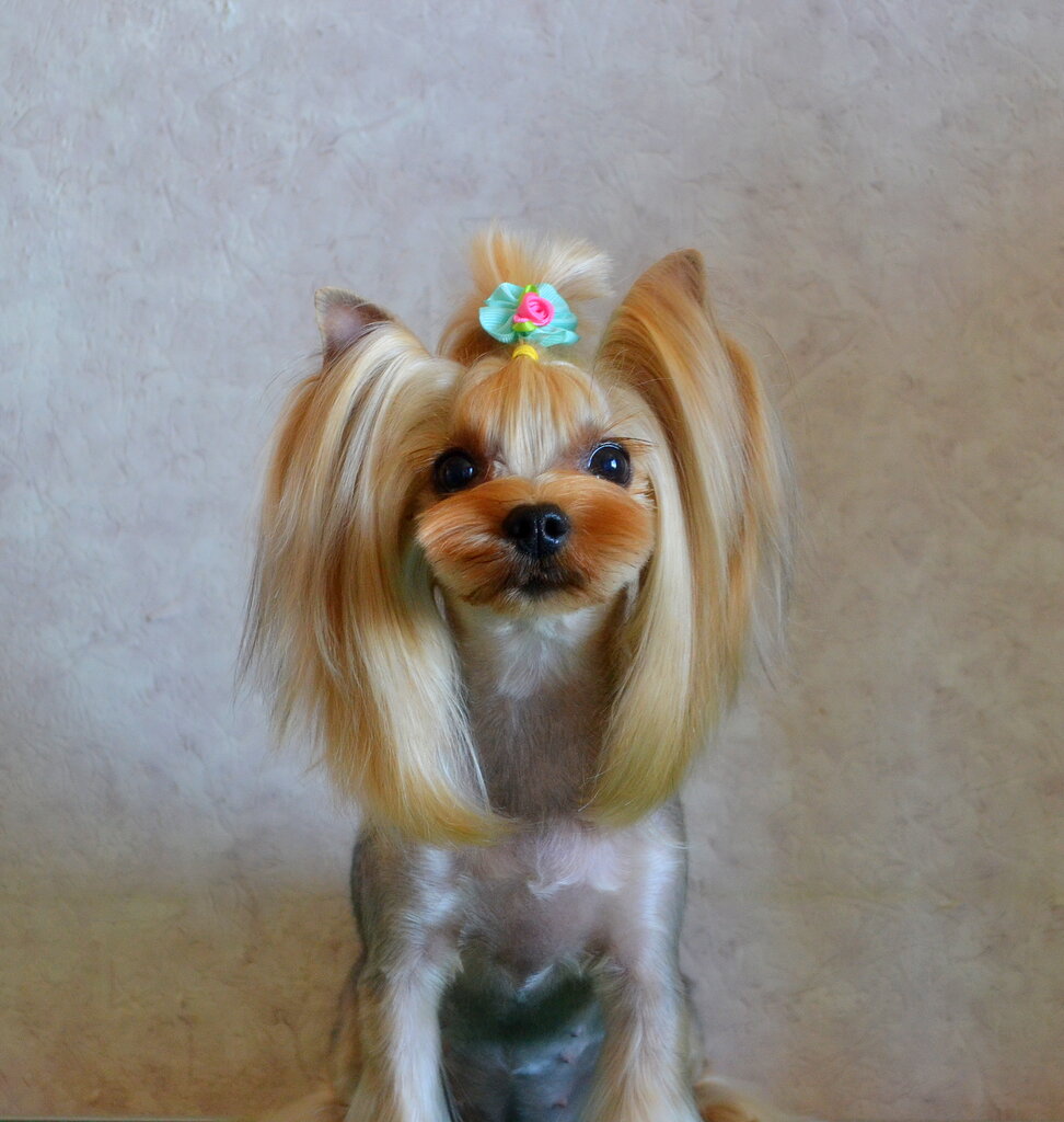 Evcil hayvan kuaförleri Gruming-salon Haircut, Briansk, foto