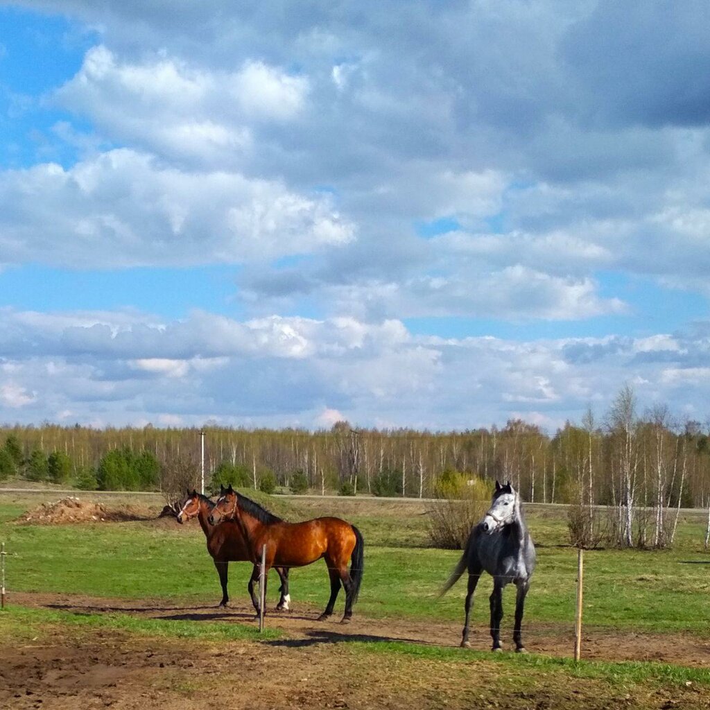At ve binicilik kulüpleri Yasnaya Polyana, Nijegorodskaya oblastı, foto