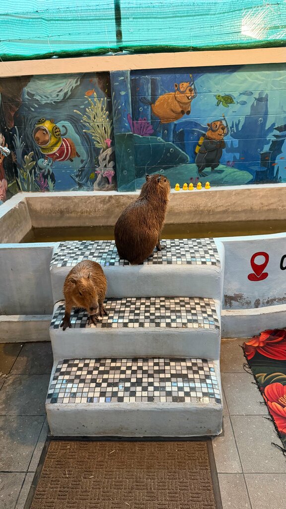 Capybara Cafe, cafe, Mueang Phuket, Wirat Hong Yok Road, 2/4 — Yandex Maps