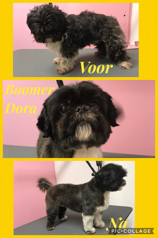 Evcil hayvan kuaförleri Hondentrimsalon Fluffy Dogs, Dünya, foto