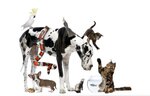 Hrabák Petr MVDr. - veterinární ordinace (Jihočeský kraj, Prachatice), evcil hayvan yetiştiricileri  Prachatice'den