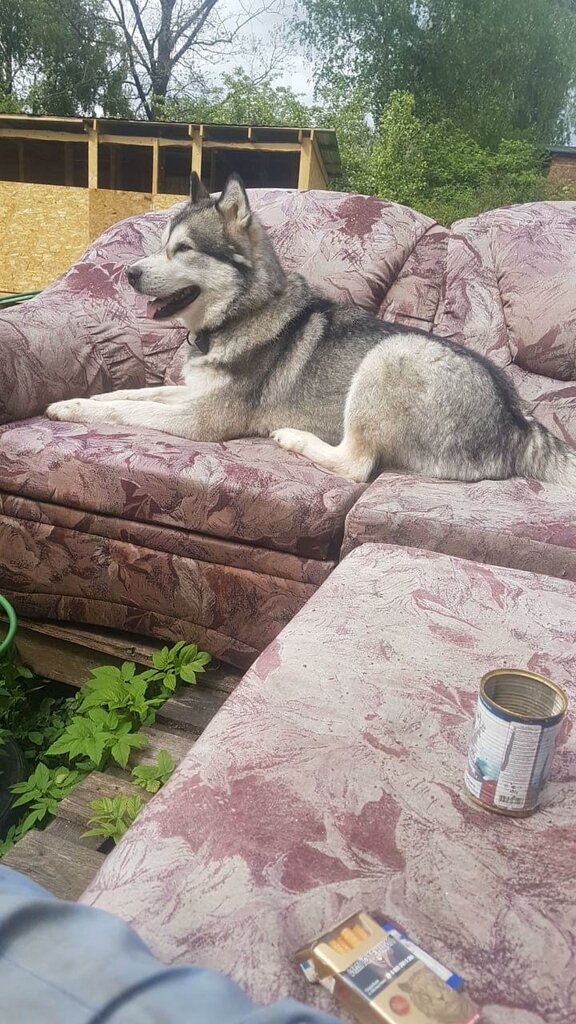 Pet otel Staya Snezhnykh Psov, Podolsk, foto