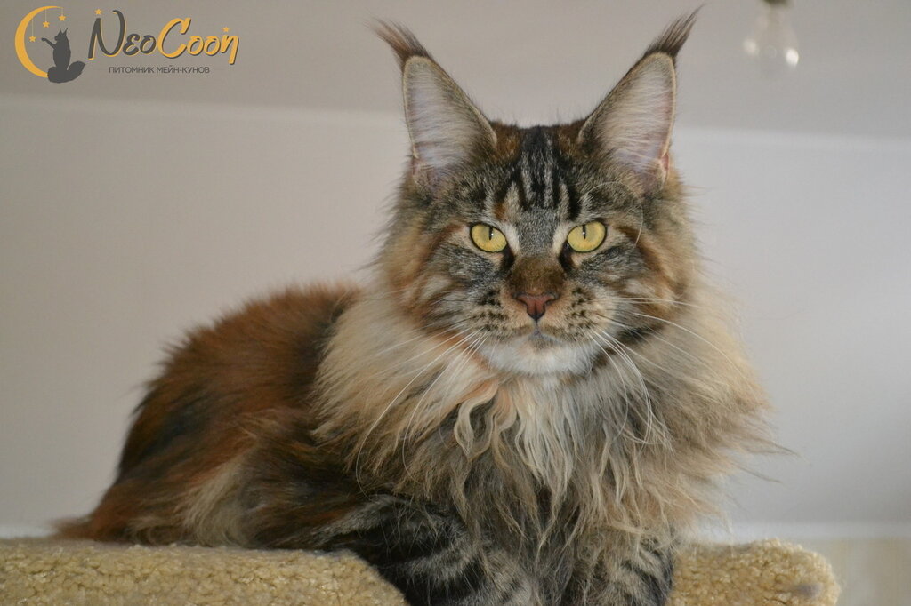 Evcil hayvan yetiştiricileri Maine Coon Kennel Neo Coon, Beriozovski, foto