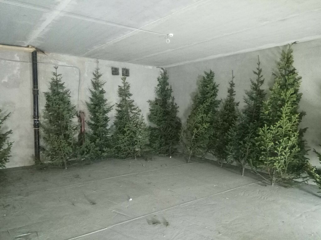 Çam ağacı pazarı Yolki Igolki, Tomsk, foto