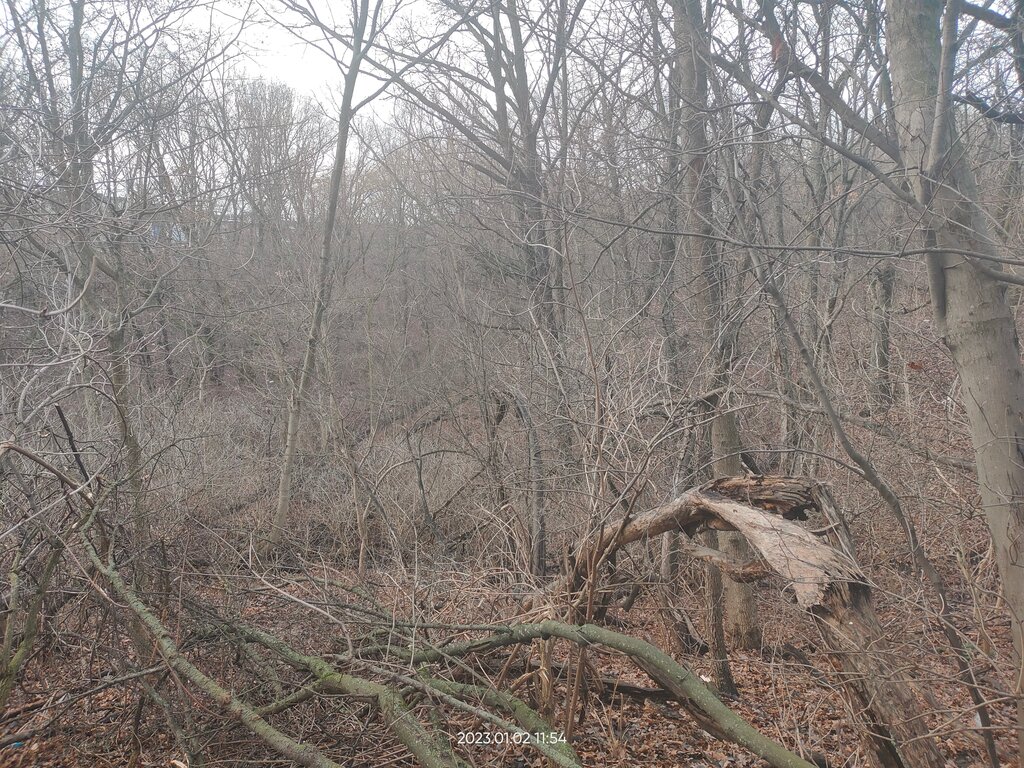 Orman урочище Каменное, Belgorodskaya oblastı, foto