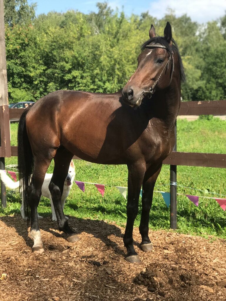 At ve binicilik kulüpleri Конно-спортивный клуб Кентавр, Moskova ve Moskovskaya oblastı, foto