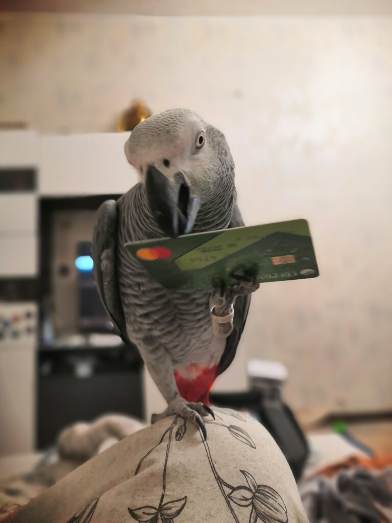 Evcil hayvan yetiştiricileri Nursery Jacko the parrot, Moskova, foto