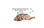 Clínica Veterinaria Gran Vía (Calle Vitoria No:7), veteriner klinikleri  Logrono'dan