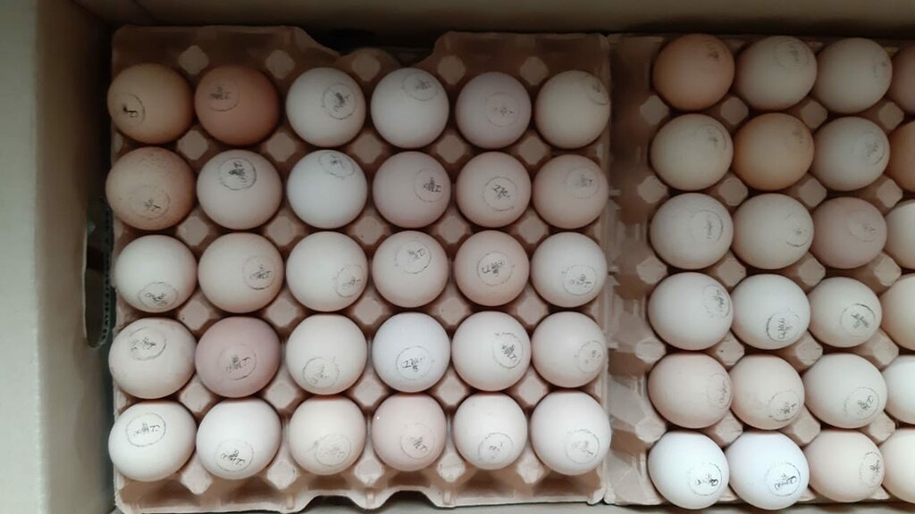 Kanatlı hayvan ürünleri ve yumurta Lph South, Safonovo, foto