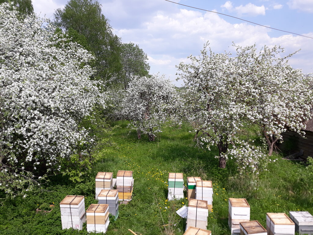 Bal ve arıcılık firmaları Мёд с пасеки, Saint‑Petersburg, foto