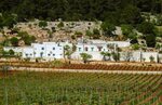 Cantine Torrevento (Apulia, Barletta-Andria-Trani, SP3), şarap ve içki toptan satışları  Puglia'dan