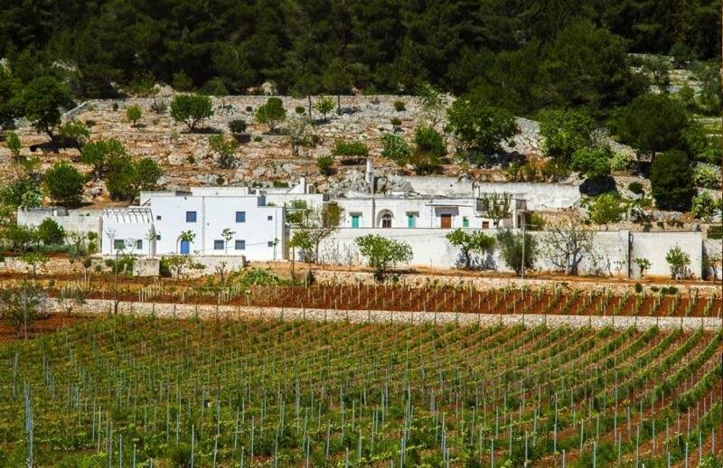 Şarap ve içki toptan satışları Cantine Torrevento, Puglia, foto