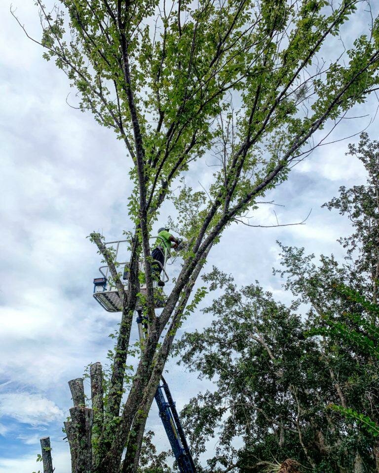 Bahçe ekipmanları ve teknolojileri Mid Florida Tree Care, Apopka, foto