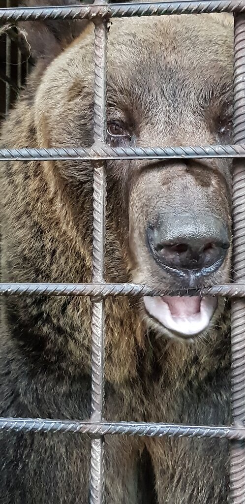 Turistik yerler Bear Mikhail, Altay Cumhuriyeti, foto