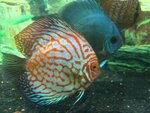 Animal Planet (ulitsa 27-go Partsyezda No:1В), petshop  Kinel'den