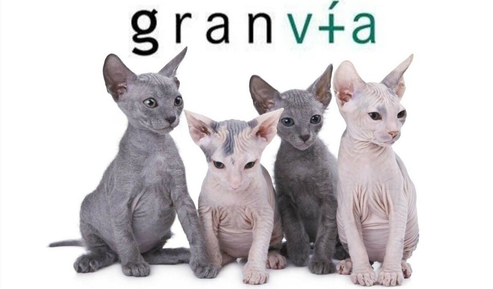 Veteriner klinikleri Clínica Veterinaria Gran Vía, Logrono, foto