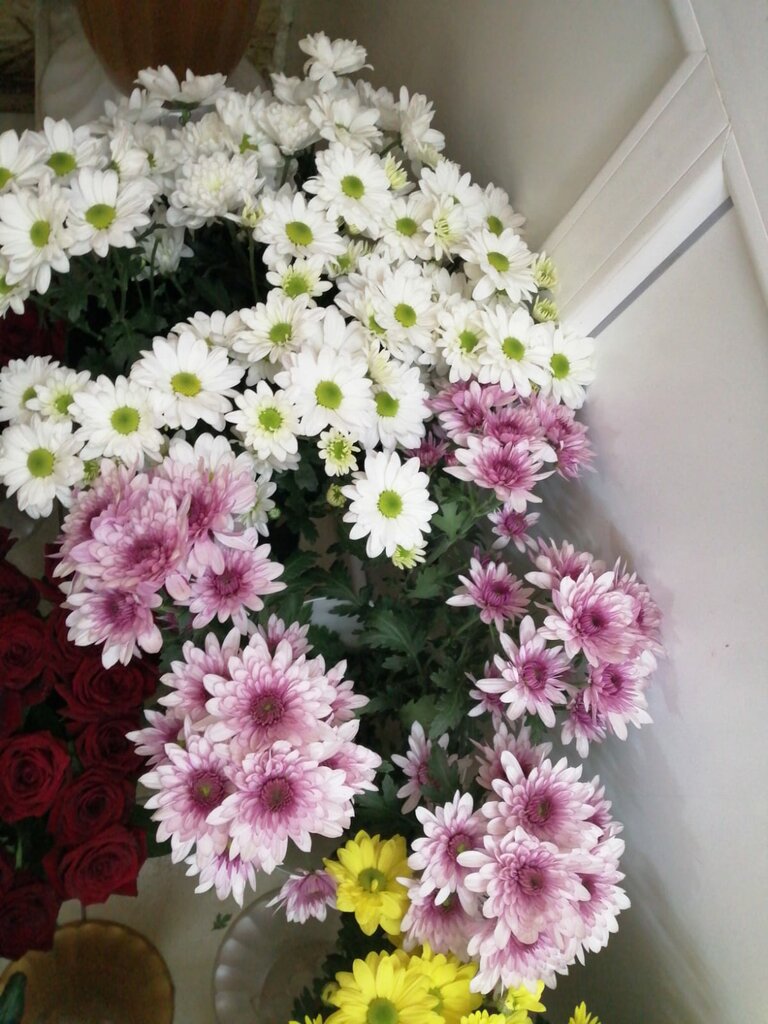 Çiçekçiler Oazis, Ip, Stavropolski krayı, foto