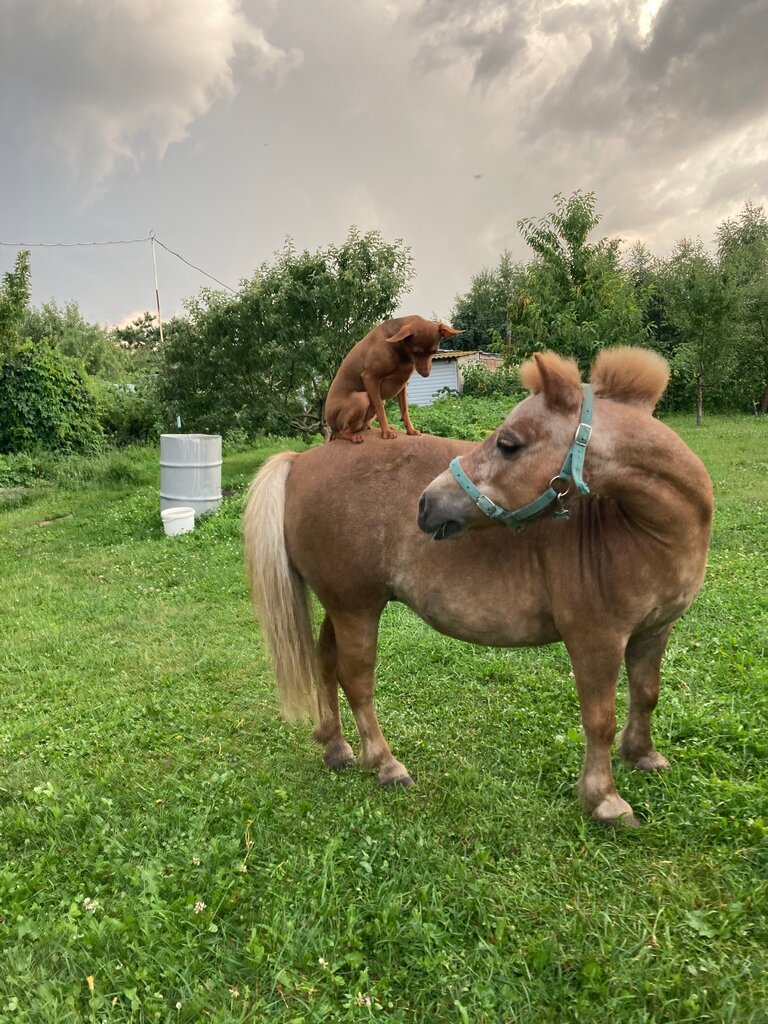 At ve binicilik kulüpleri Svoi, Krasnogorsk, foto