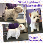 Doggy Haarmode (Dorpsstraat No:63, Holten), evcil hayvan kuaförleri  Overijssel'den