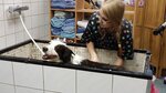 Hondenkapsalon vd Hoven (3e Pijnackerstraat No:9), evcil hayvan kuaförleri  Rotterdam'dan