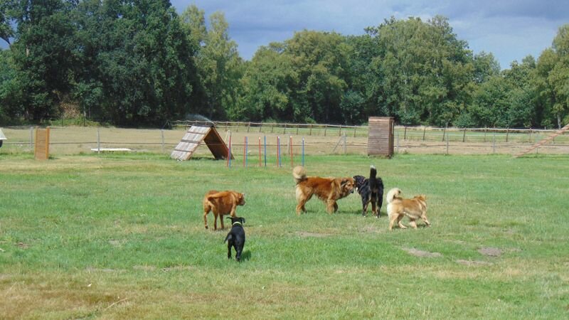 Köpek gezdirme alanları Akita Dog School, Naberejniye Çelny (Yar Çallı), foto