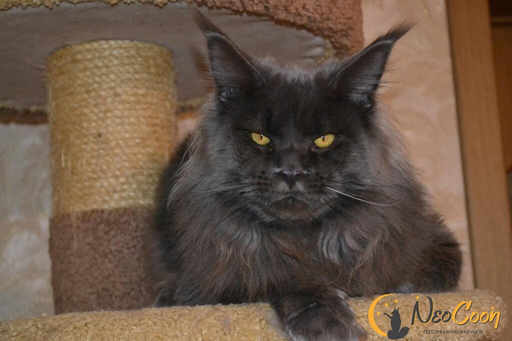Evcil hayvan yetiştiricileri Maine Coon Kennel Neo Coon, Beriozovski, foto